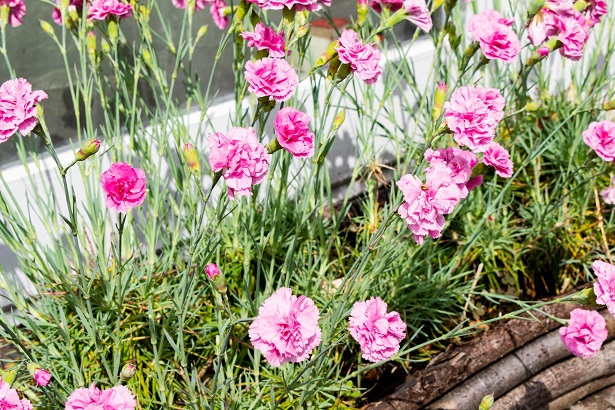 Open Gardens – Edingale Parish Council